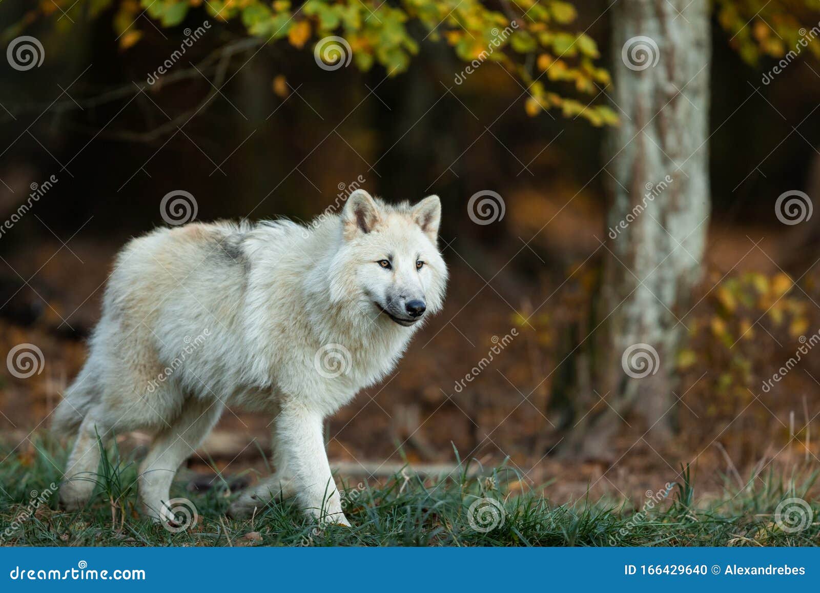 White wolf in the forest stock photo. Image of dangerous - 166429640
