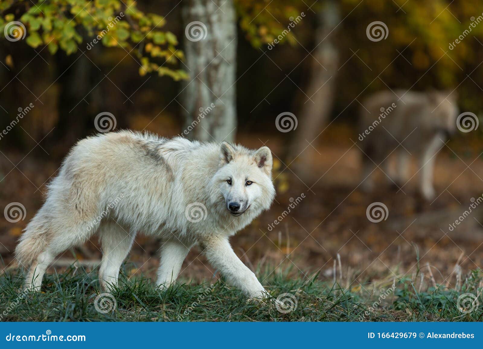 White wolf in the forest stock image. Image of front - 166429679