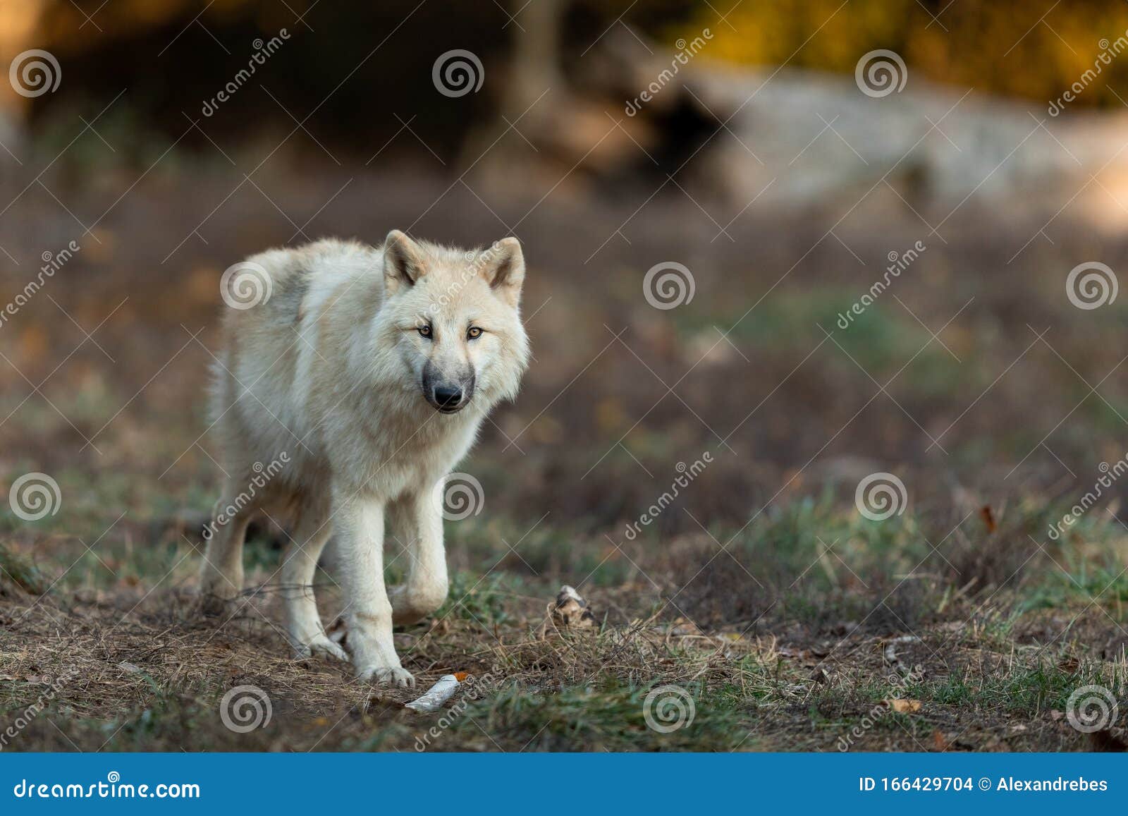 White wolf in the forest stock photo. Image of close - 166429704