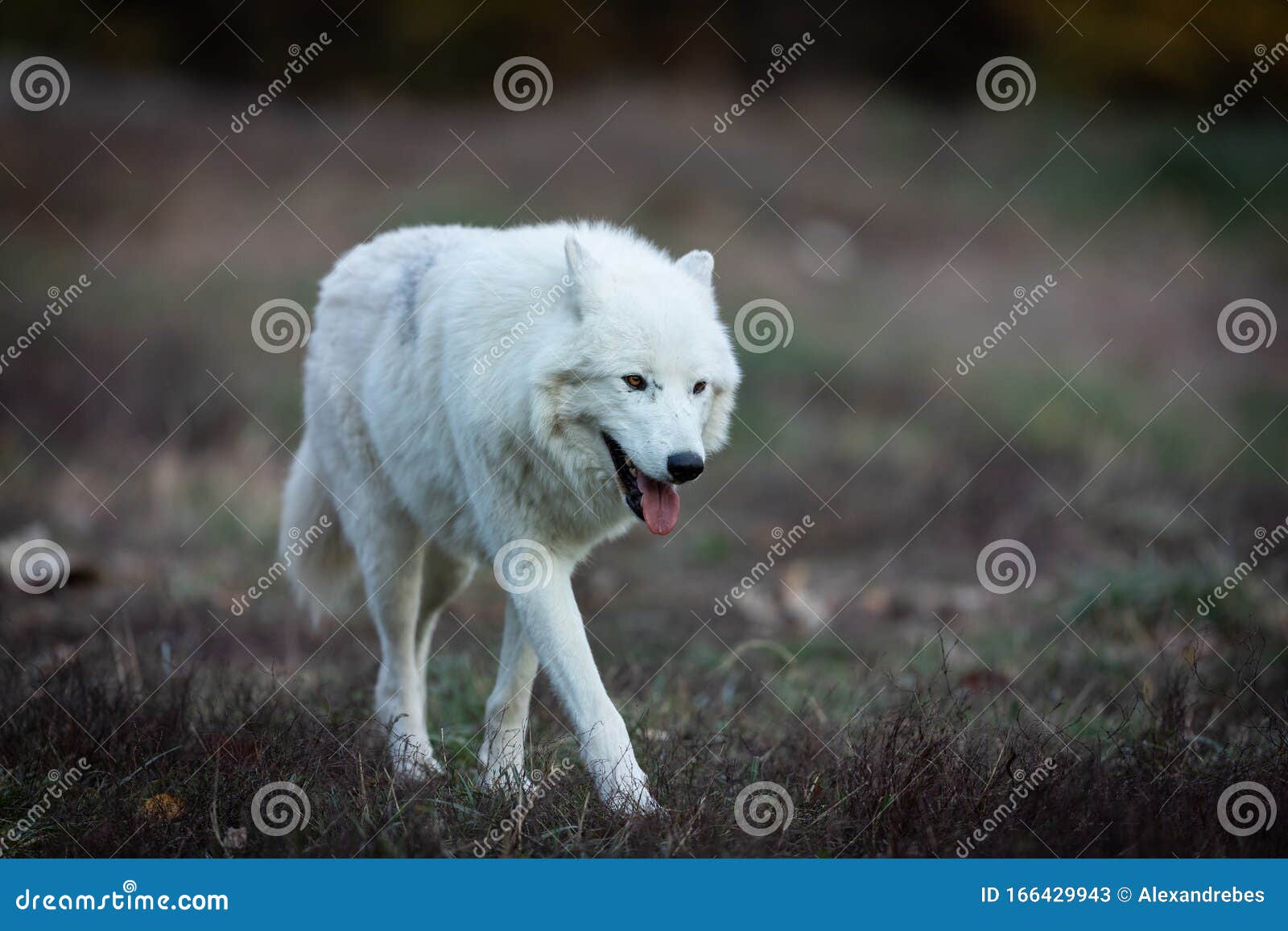 White wolf in the forest stock image. Image of danger - 166429943