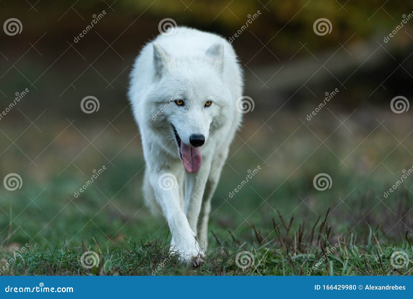 White wolf in the forest stock photo. Image of arctic - 166429980