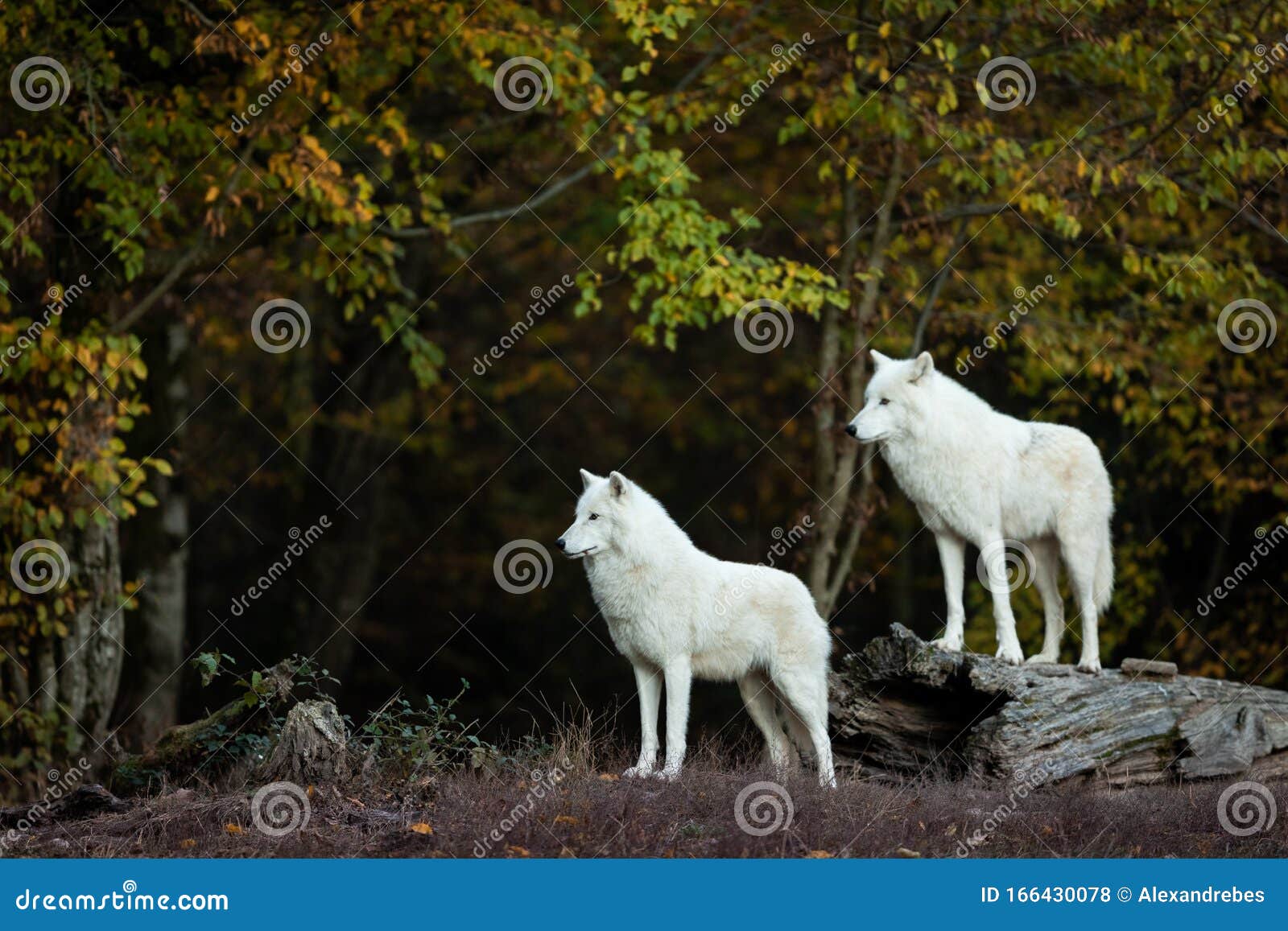 White wolf in the forest stock photo. Image of black - 166430078