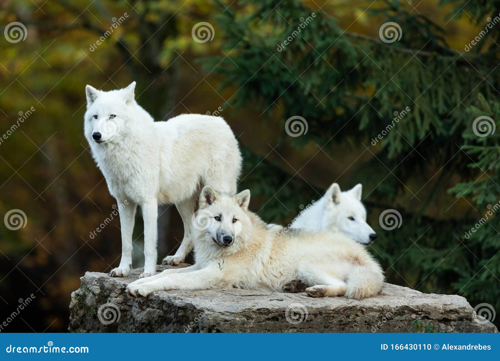 White wolf in the forest stock photo. Image of cold - 166430110