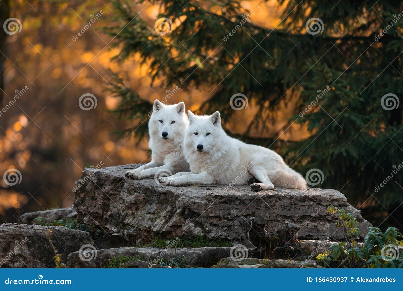 White wolf in the forest stock image. Image of lupus - 166430937