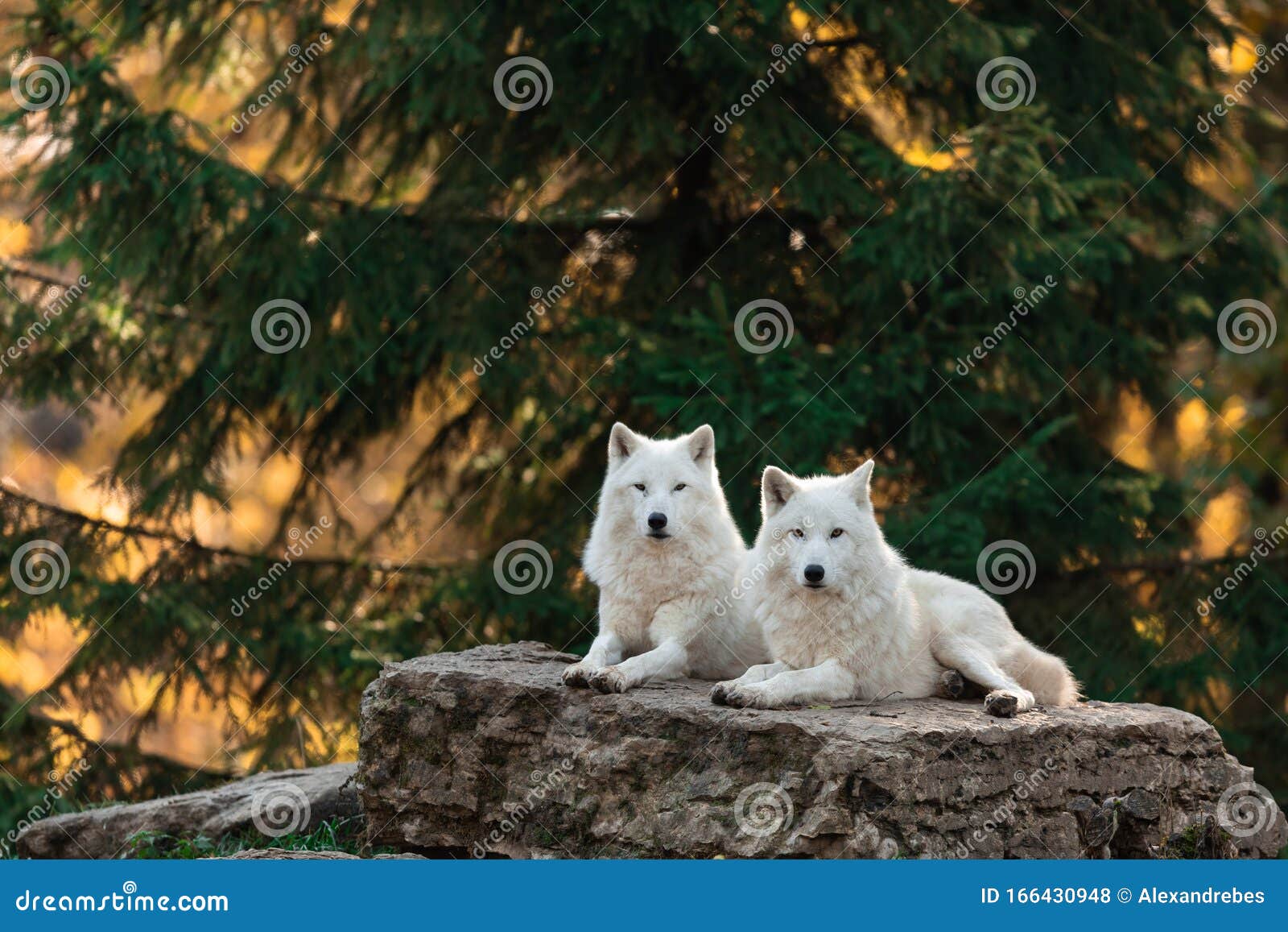 White wolf in the forest stock photo. Image of forest - 166430948