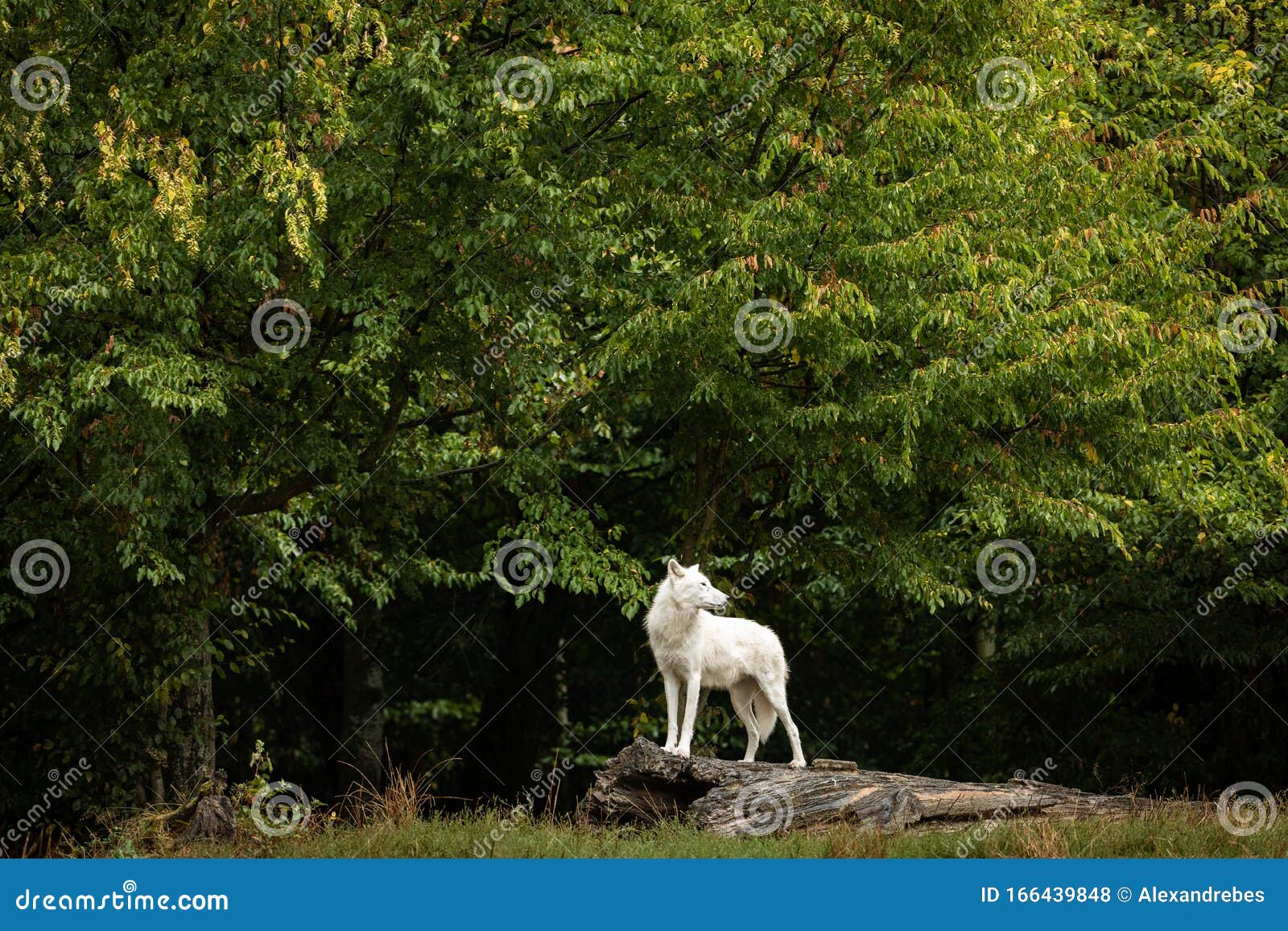White wolf in the forest stock photo. Image of arctic - 166439848