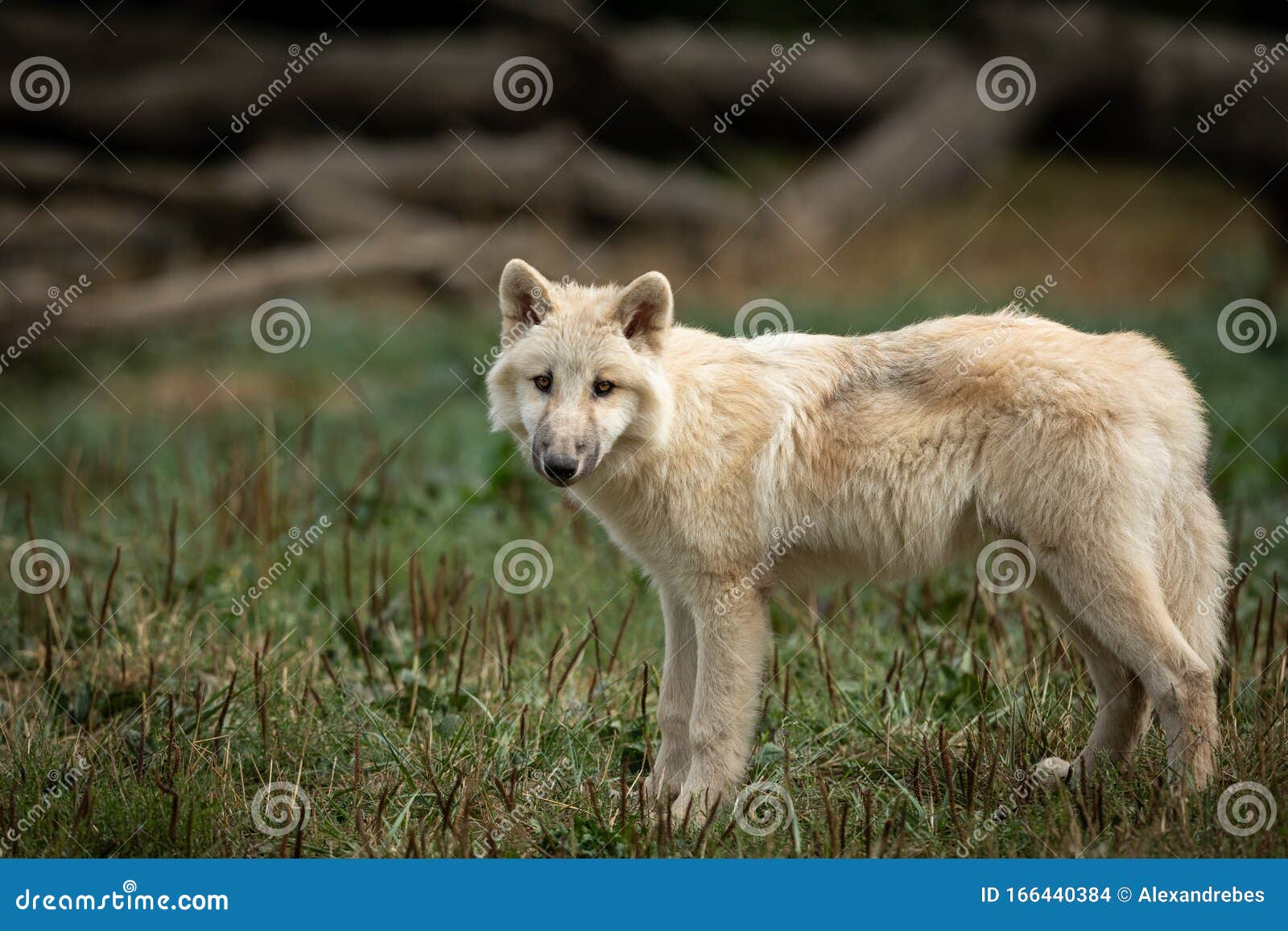 White wolf in the forest stock photo. Image of isolated - 166440384