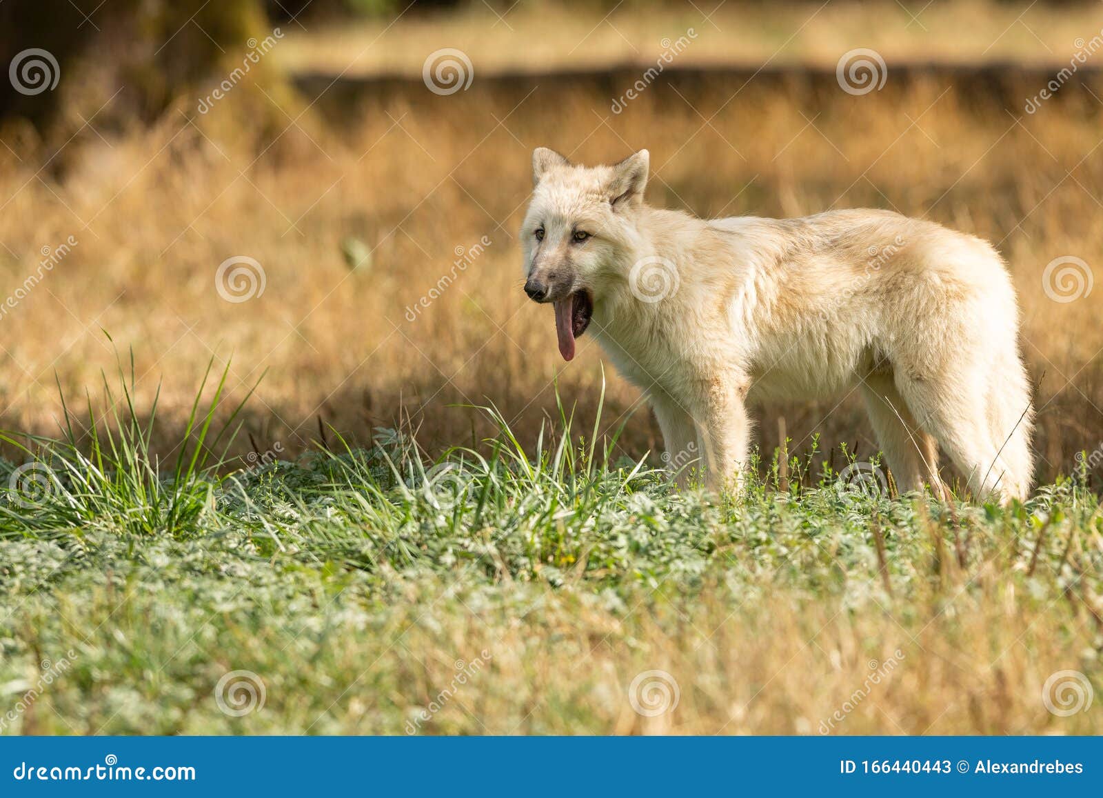 White wolf in the forest stock image. Image of polar - 166440443