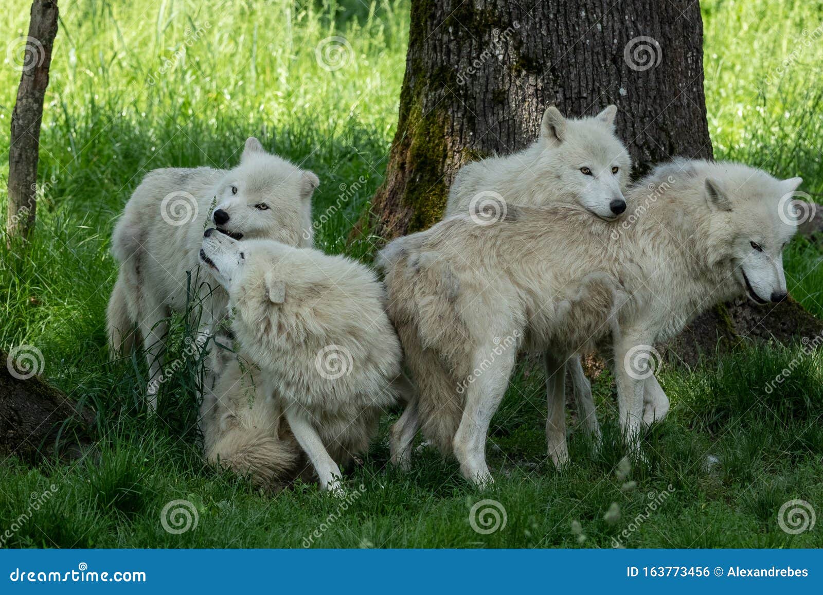White wolf in the forest stock photo. Image of beautiful - 163773456