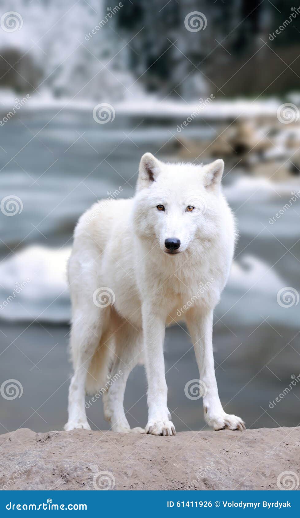 White wolf in forest stock photo. Image of nature, black - 61411926