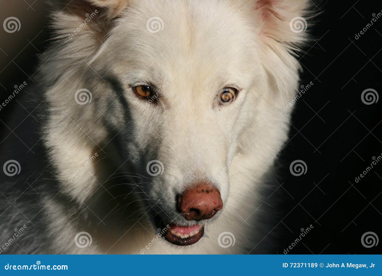 White Wolf stock image. Image of teeth, ears, white, amber - 72371189