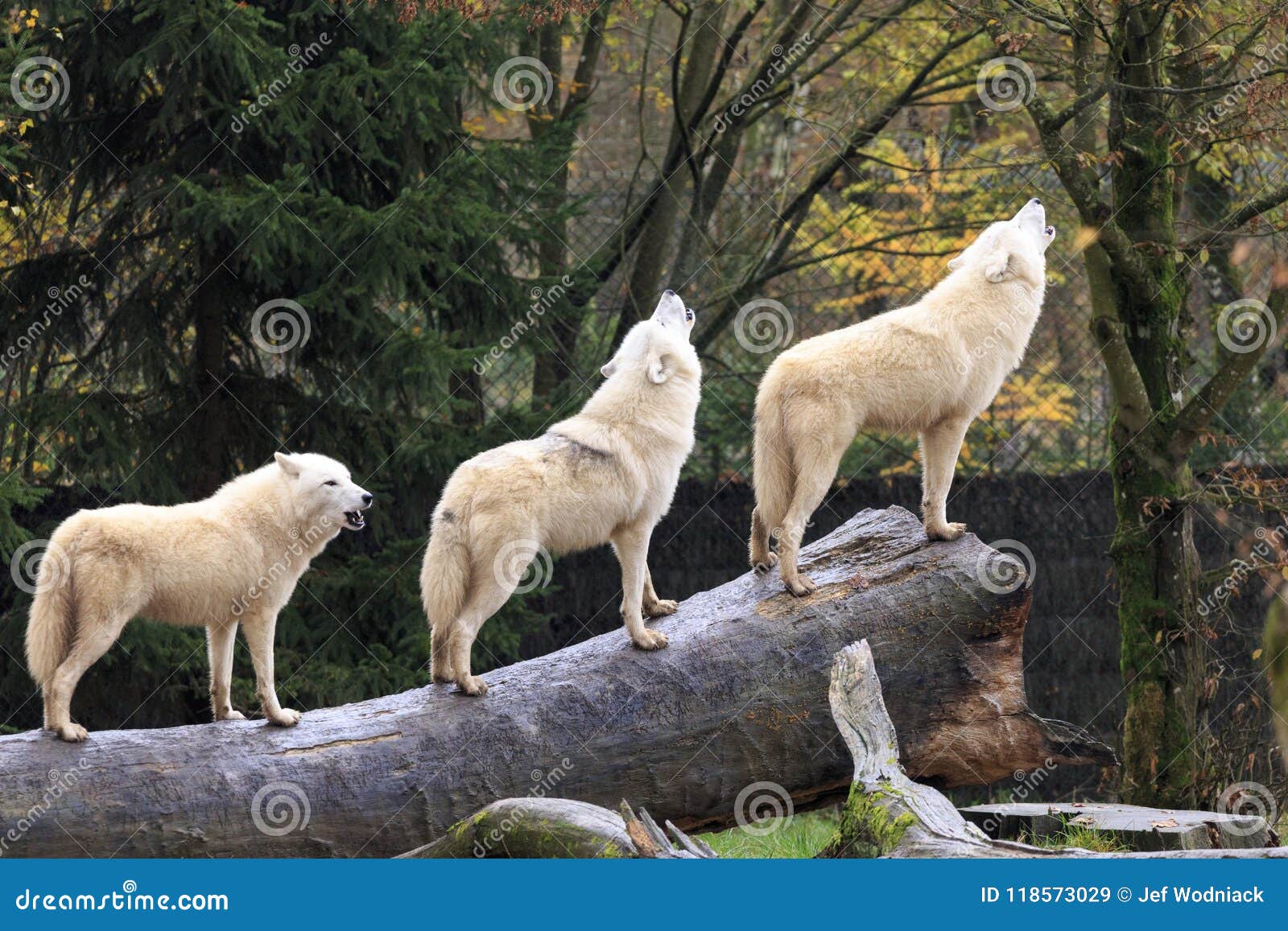 White wolf howling stock image. Image of wildlife, howling - 118573029