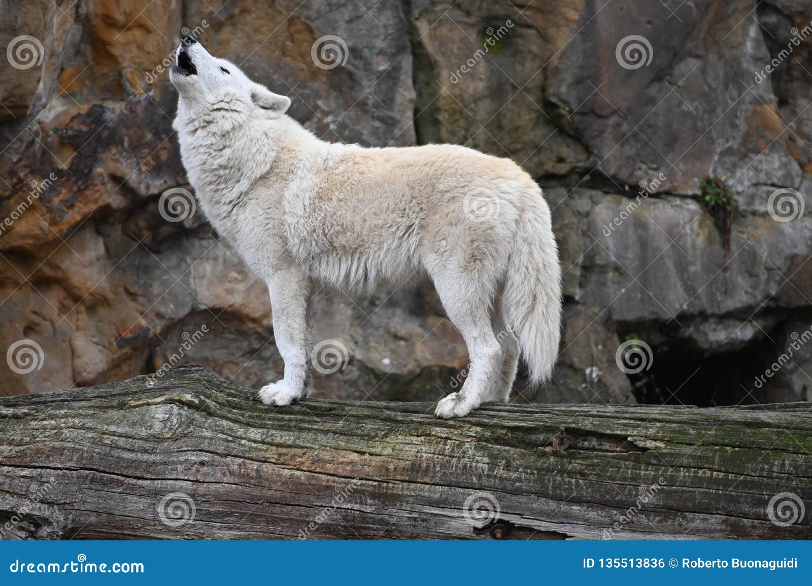 A white wolf howls to call stock photo. Image of predator - 135513836