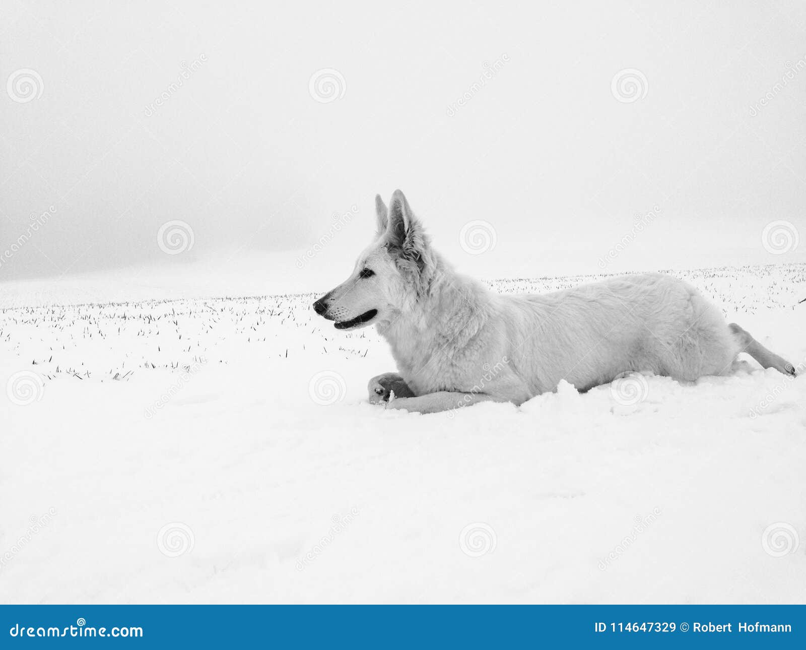 White Wolf Hunting in Snow and Preparing To Attack Stock Image - Image ...