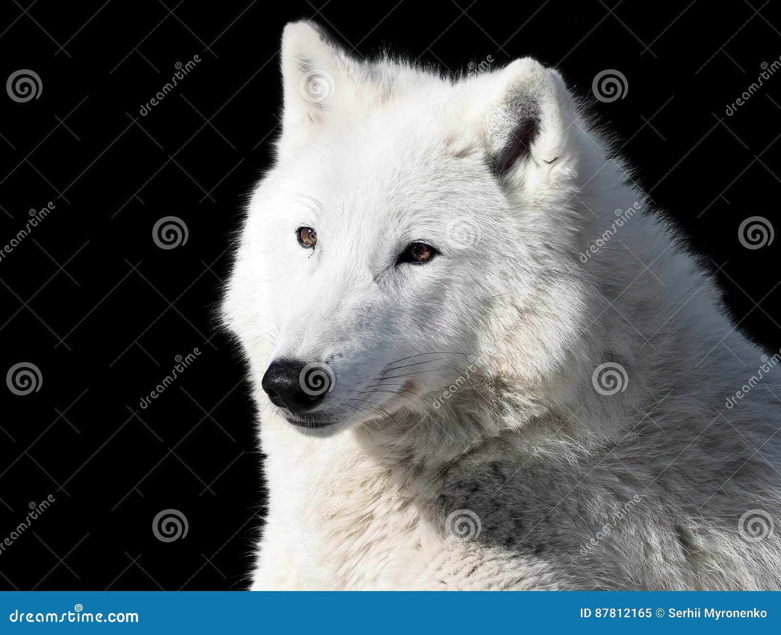 A Wolf Is Laying Down With The Snow In The Winter In The Relax Time ...