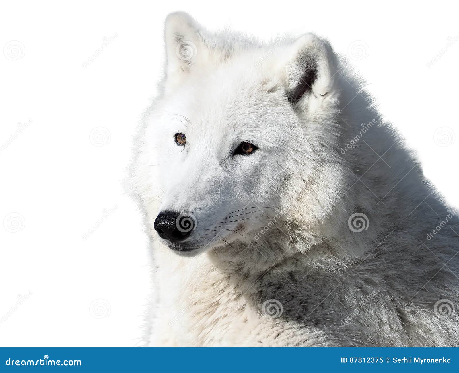 White Wolf Laying Close-up Isolated at White Stock Image - Image of ...