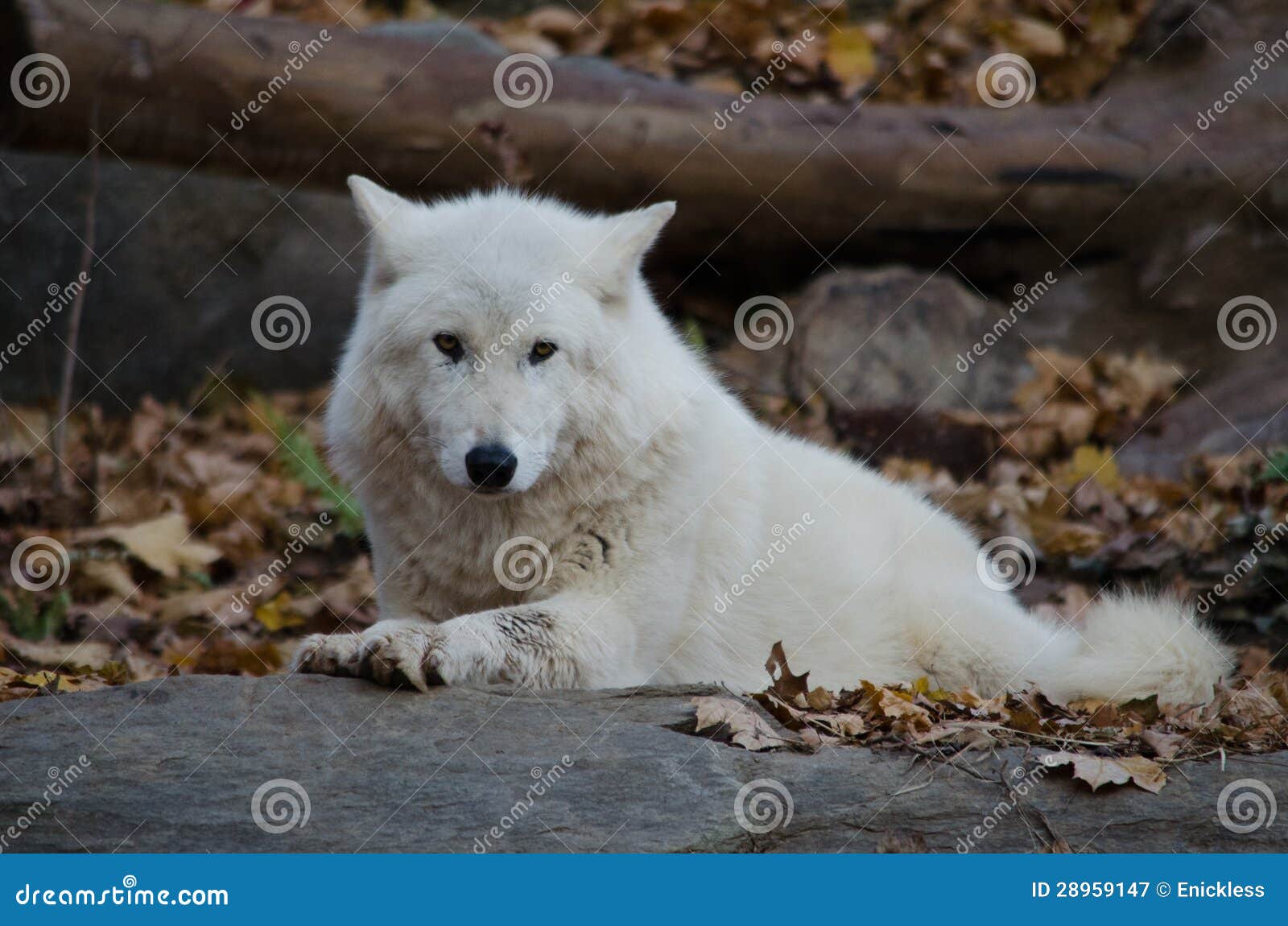 White Wolf Lying Down