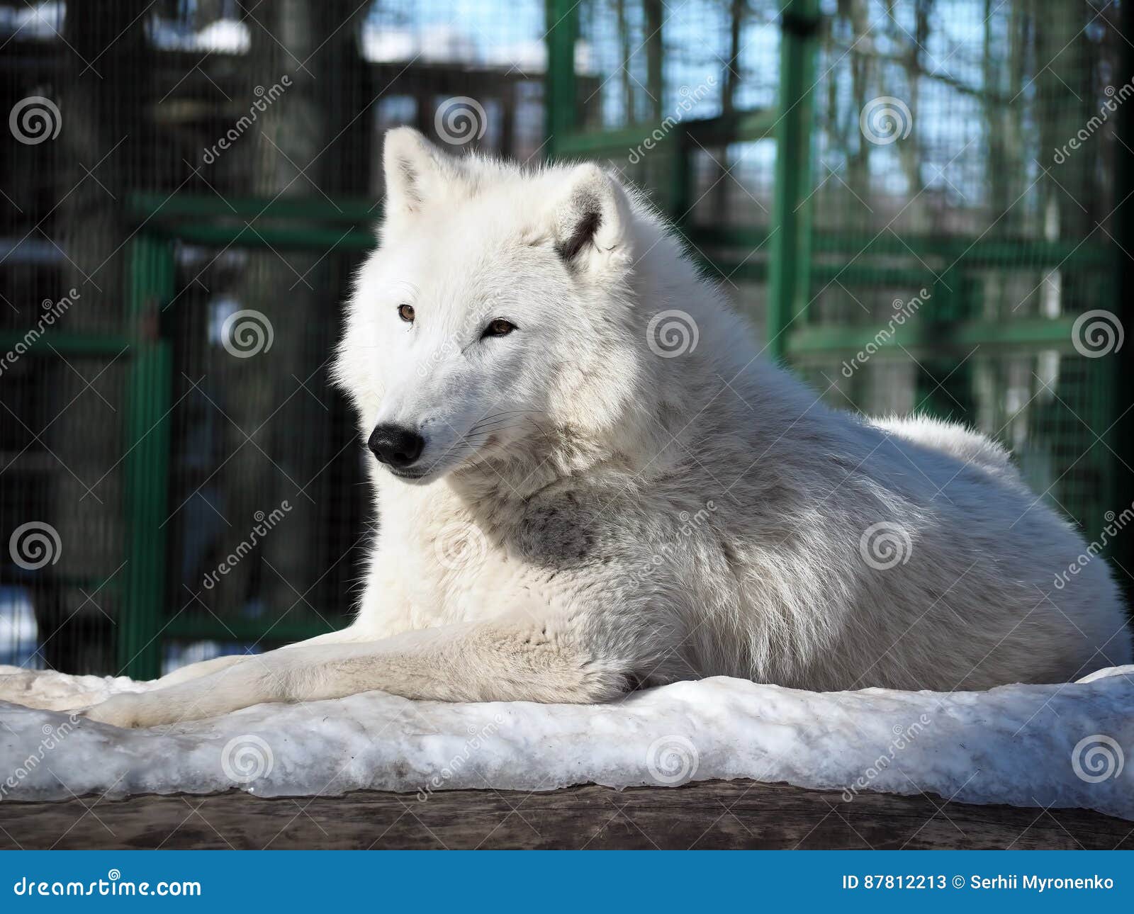 White Wolf Laying at the Snow Full Size Stock Image - Image of hunt ...