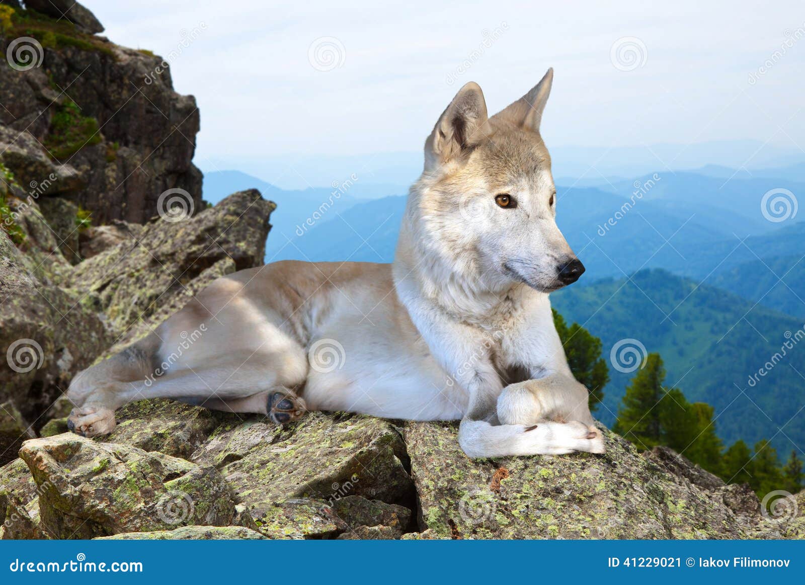 White wolf lays on stone stock image. Image of outdoors - 41229021