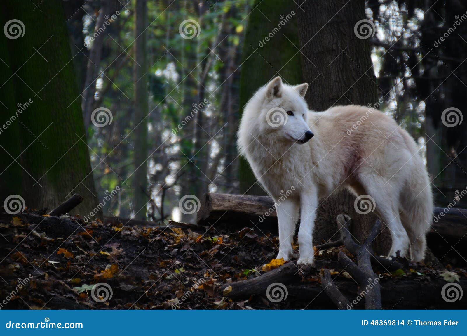 White wolf looking stock photo. Image of attraction, hunter - 48369814