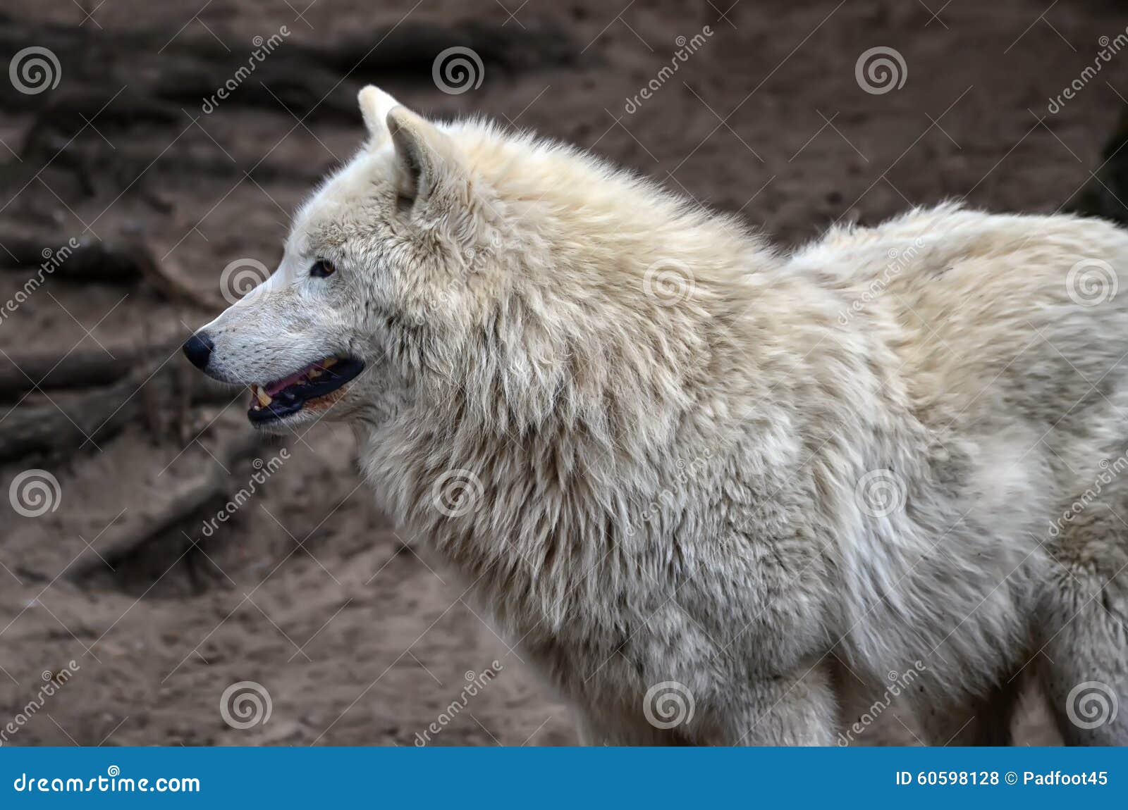 White wolf stock photo. Image of teeth, wild, predator - 60598128