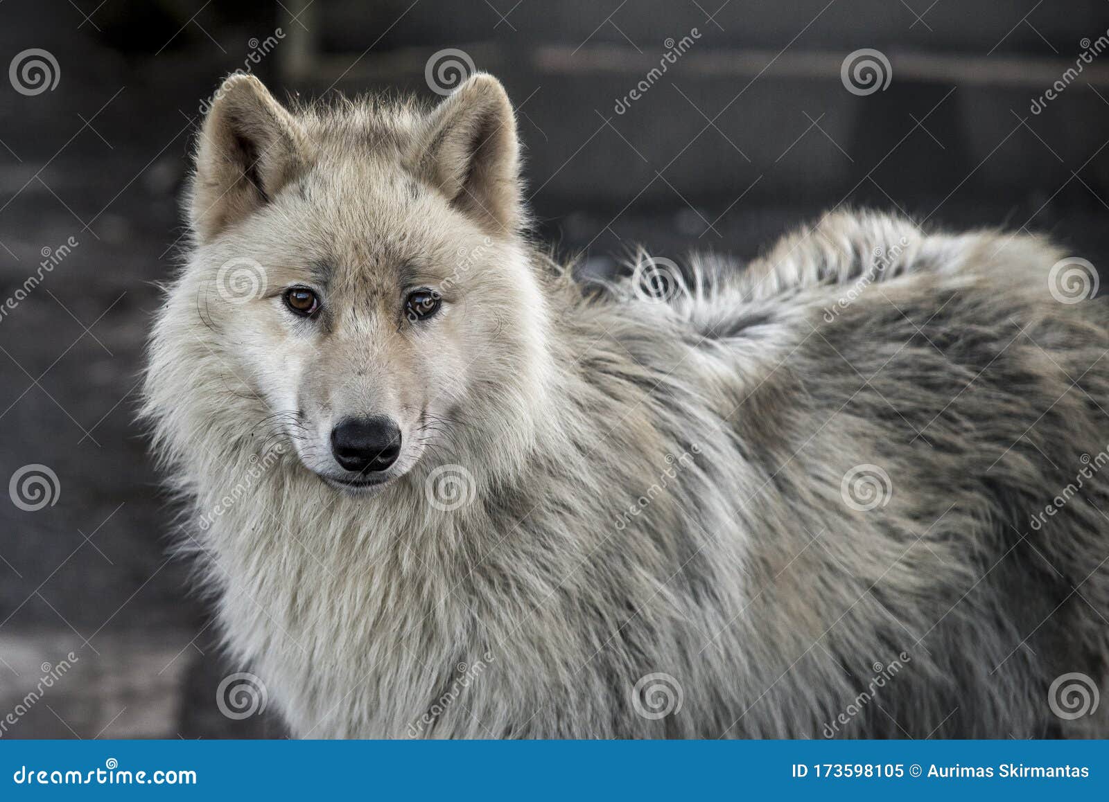 The White Wolf Looks Sideways at the Zoo Stock Image - Image of volf ...
