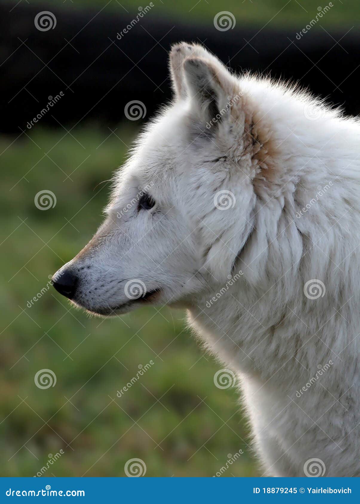 White wolf profile stock image. Image of profile, canis - 18879245