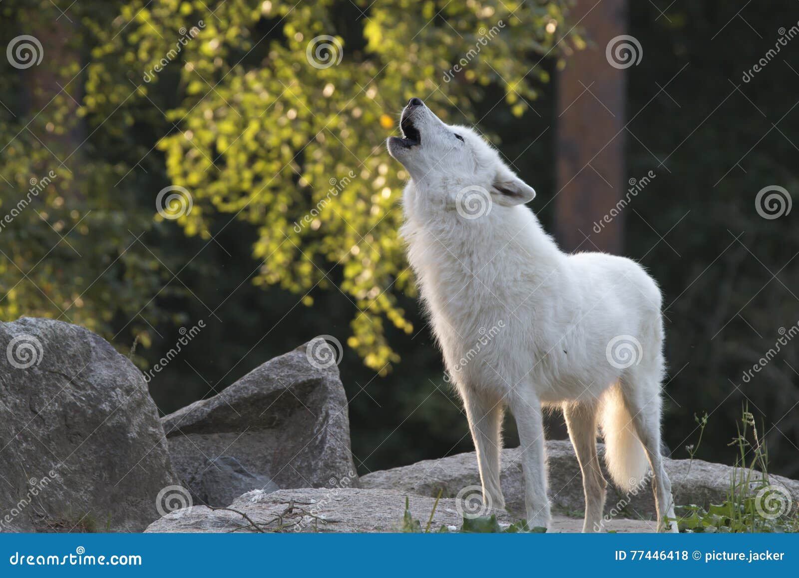 White Wolf que grita foto de archivo. Imagen de mirando - 77446418