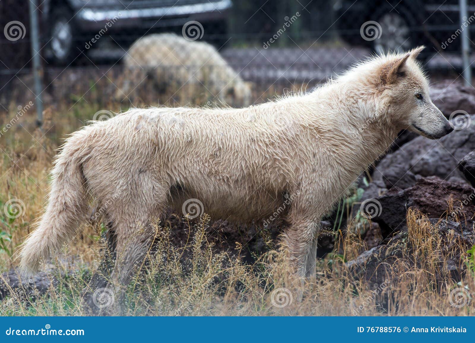 White wolf in the rain stock photo. Image of outaouais - 76788576