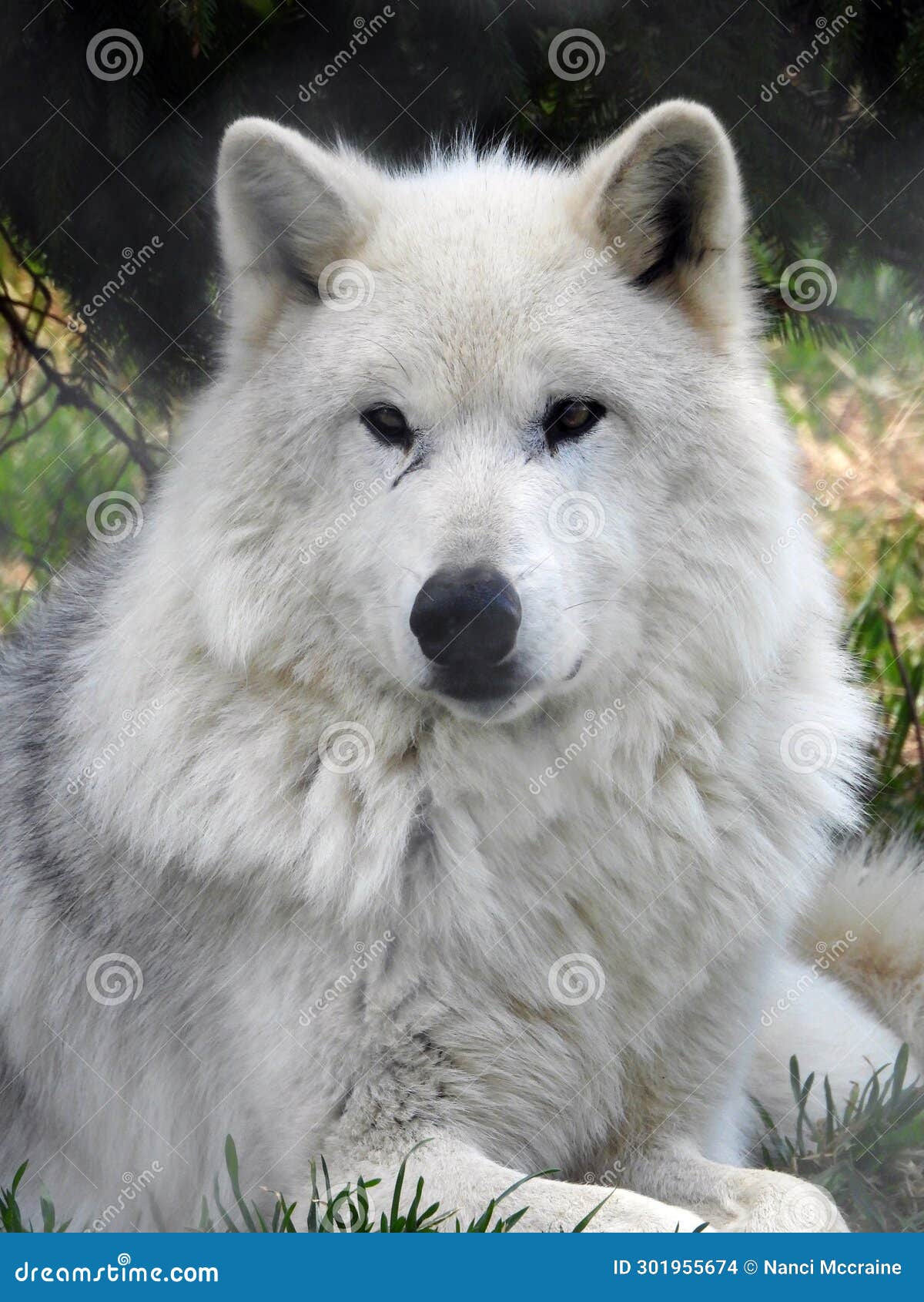 White Wolf Resting in Summer Heat in NewYorkState Stock Photo - Image ...
