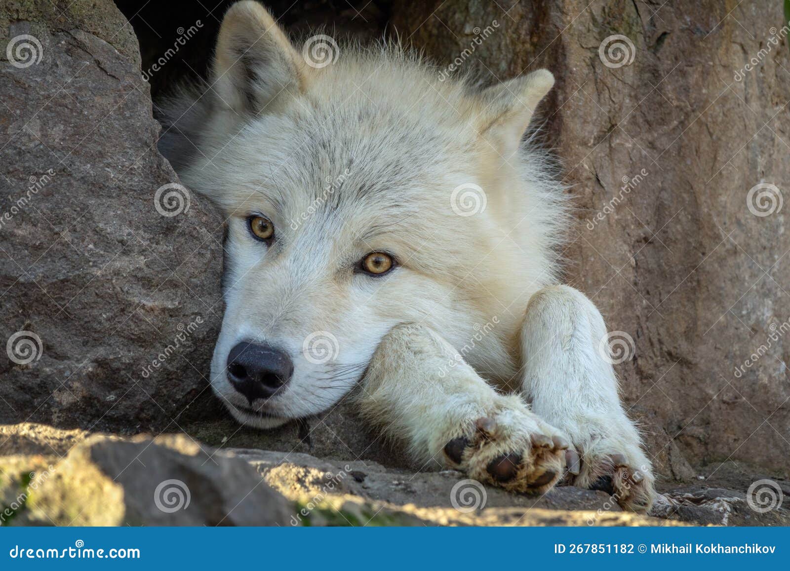 White wolf resting stock photo. Image of canine, island - 267851182