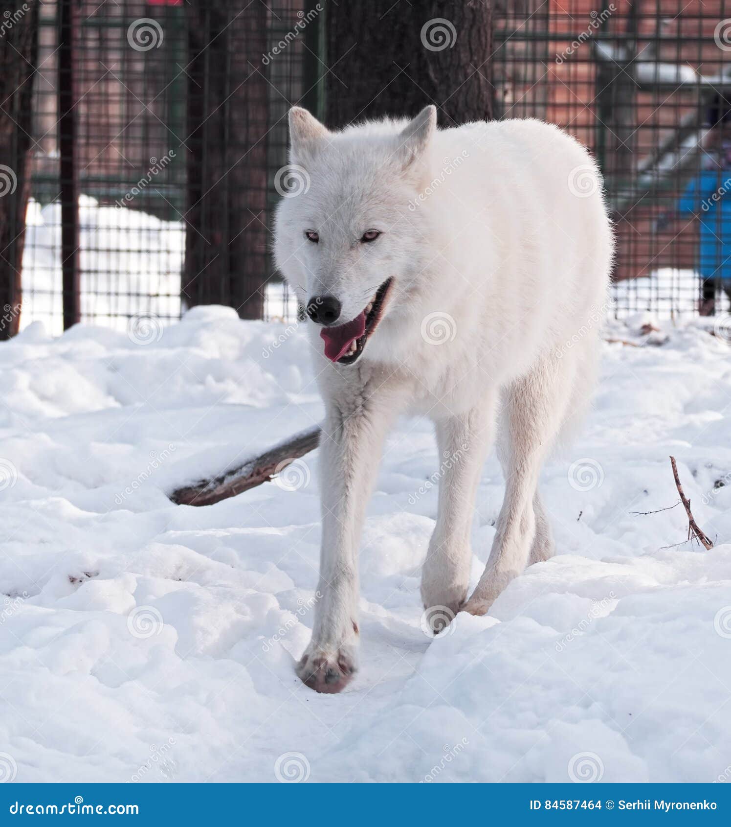 White Wolf Running at the Snow Stock Photo - Image of running, nature ...