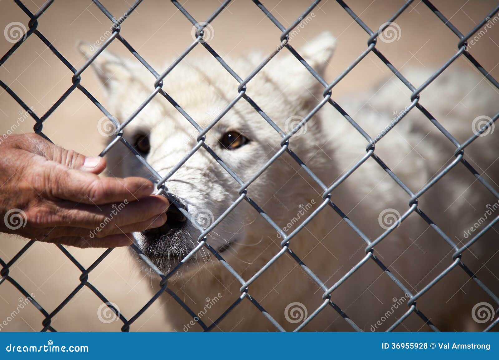 White Wolf in Sanctuary Sniffing Hand Stock Photo - Image of pretty ...