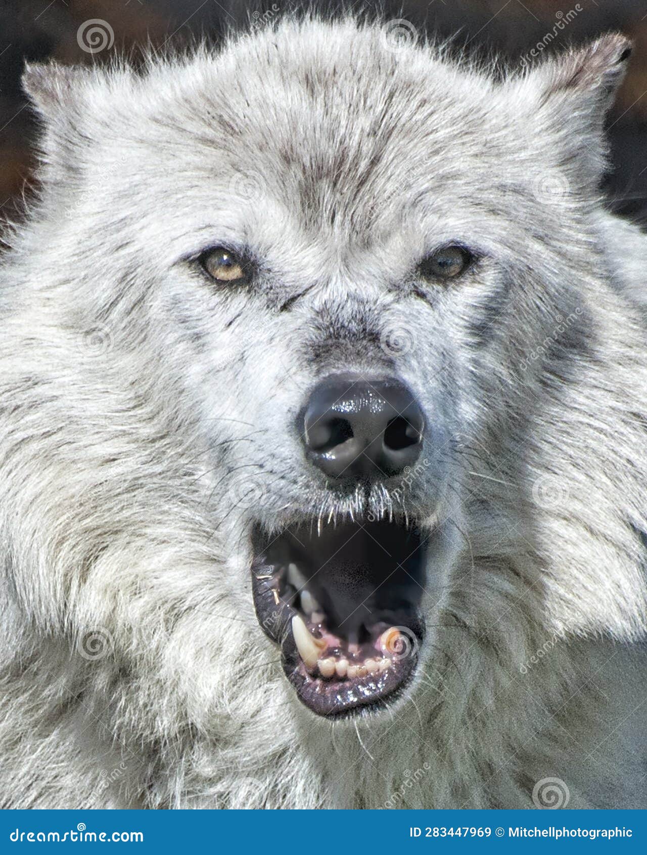 White Wolf Showing His Teeth Stock Image - Image of hunter, ears: 283447969