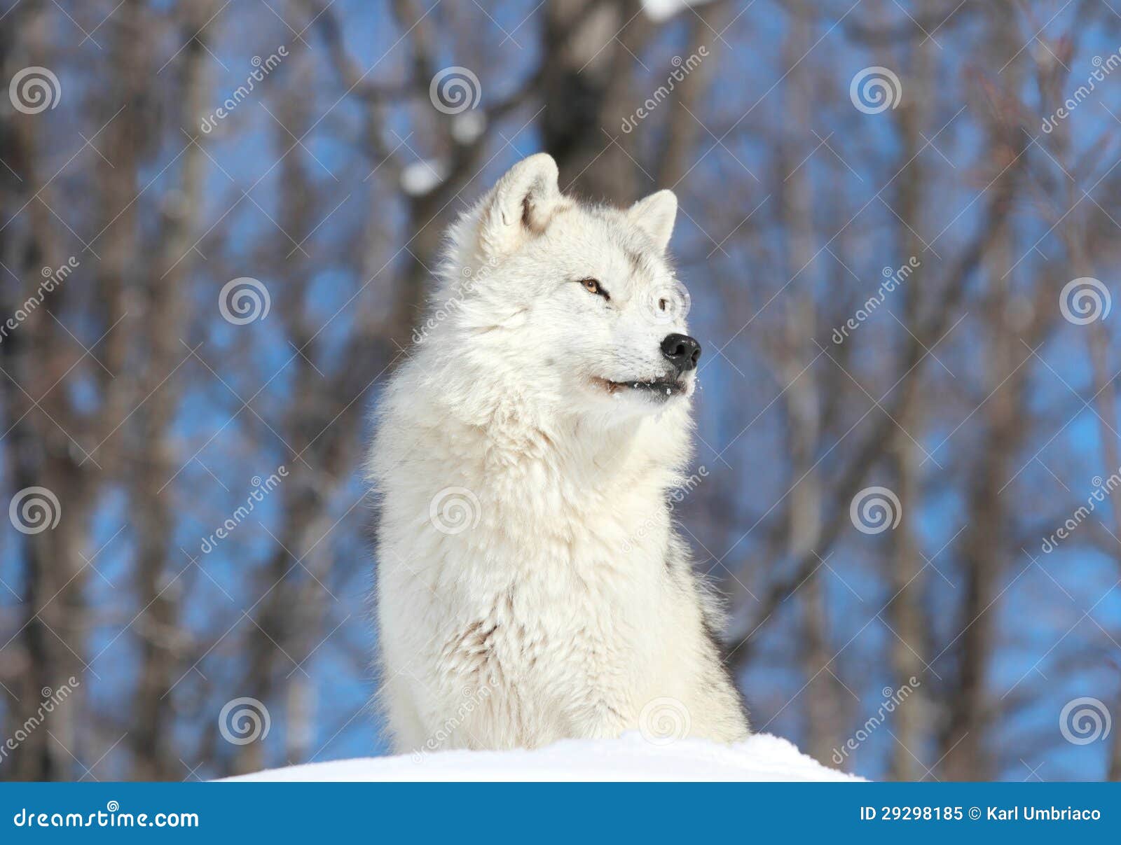 3,364 White Wolf Sitting Photos - Free & Royalty-Free Stock Photos from ...