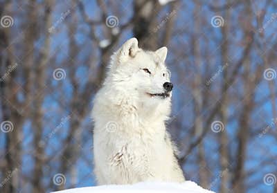 White wolf sitting stock image. Image of animal, mammal - 29298185