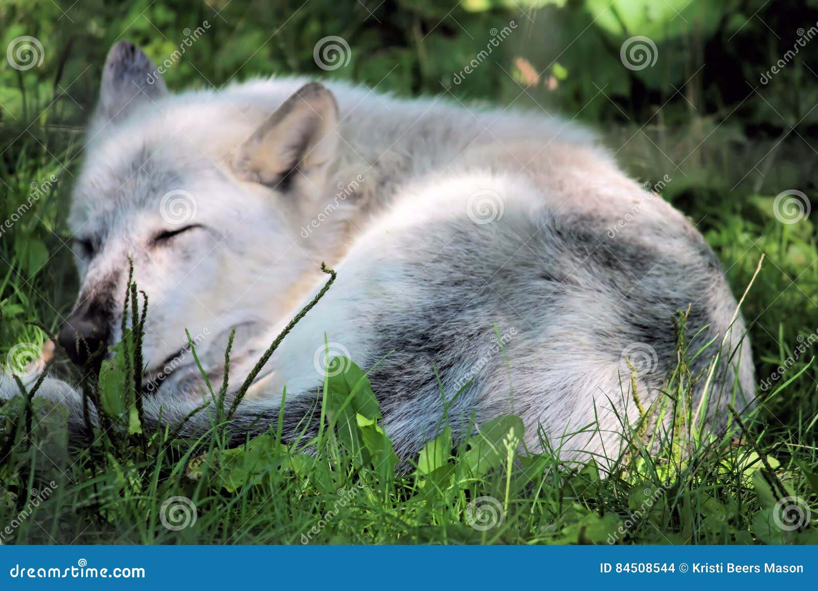 White Wolf Sleeping in the Shade Stock Photo - Image of dozing, wolf ...