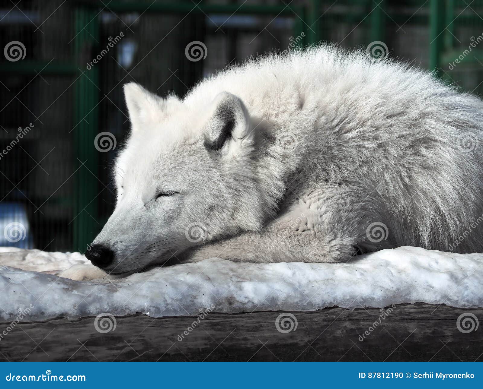 White Wolf Sleeping at the Snow Stock Photo - Image of canis, face ...
