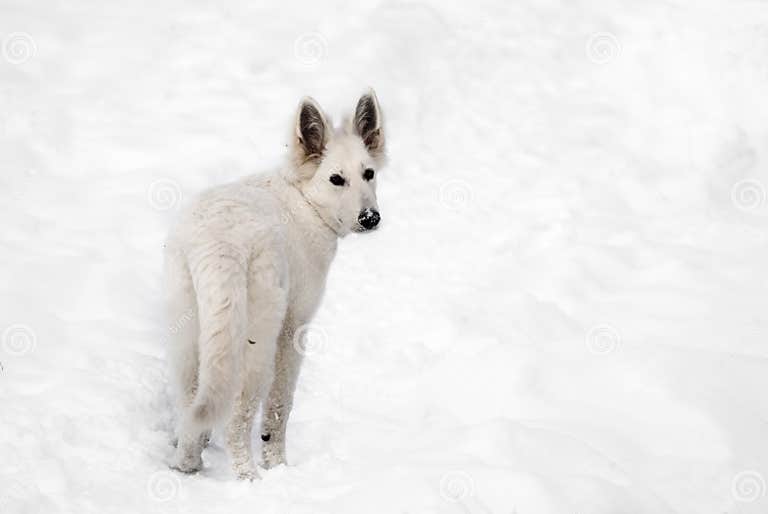 White wolf on the snow stock image. Image of bear, scurry - 17444177