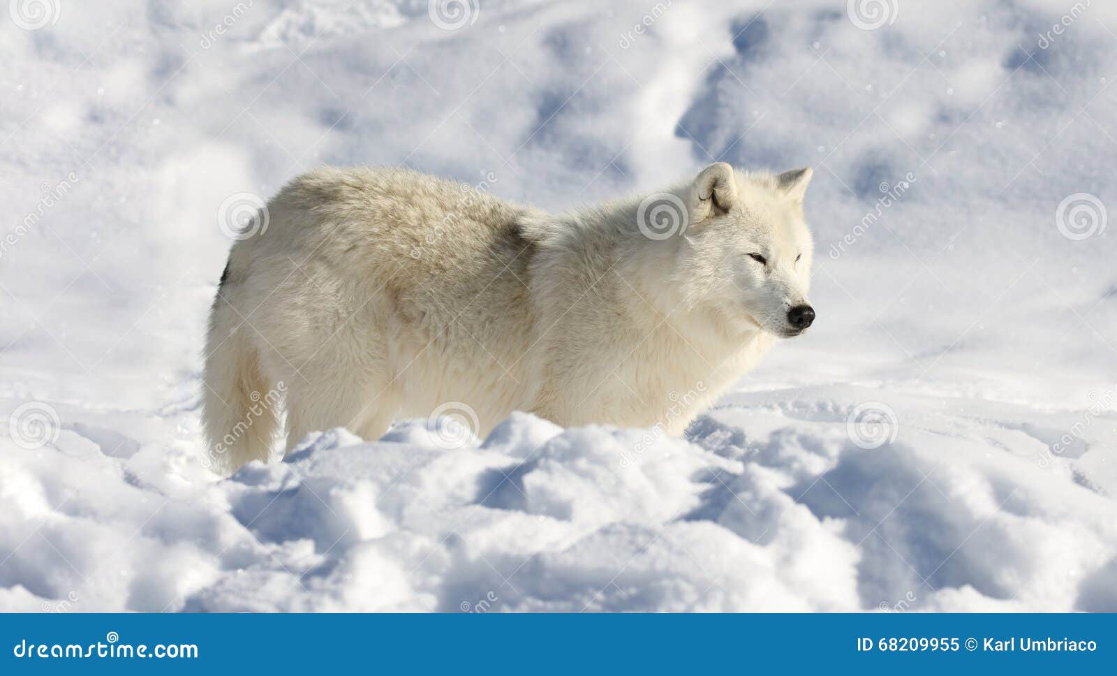 White wolf in snow stock image. Image of winter, portrait - 68209955