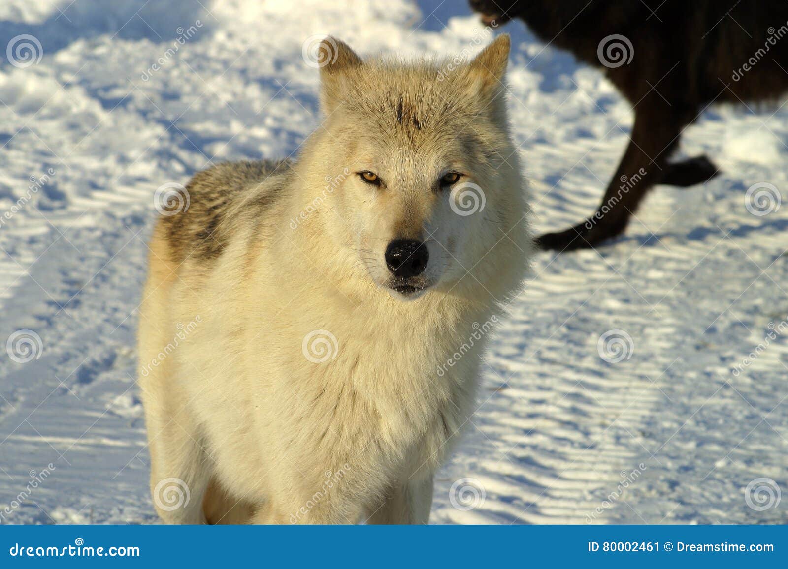 White wolf in the snow stock image. Image of snout, wolf - 80002461