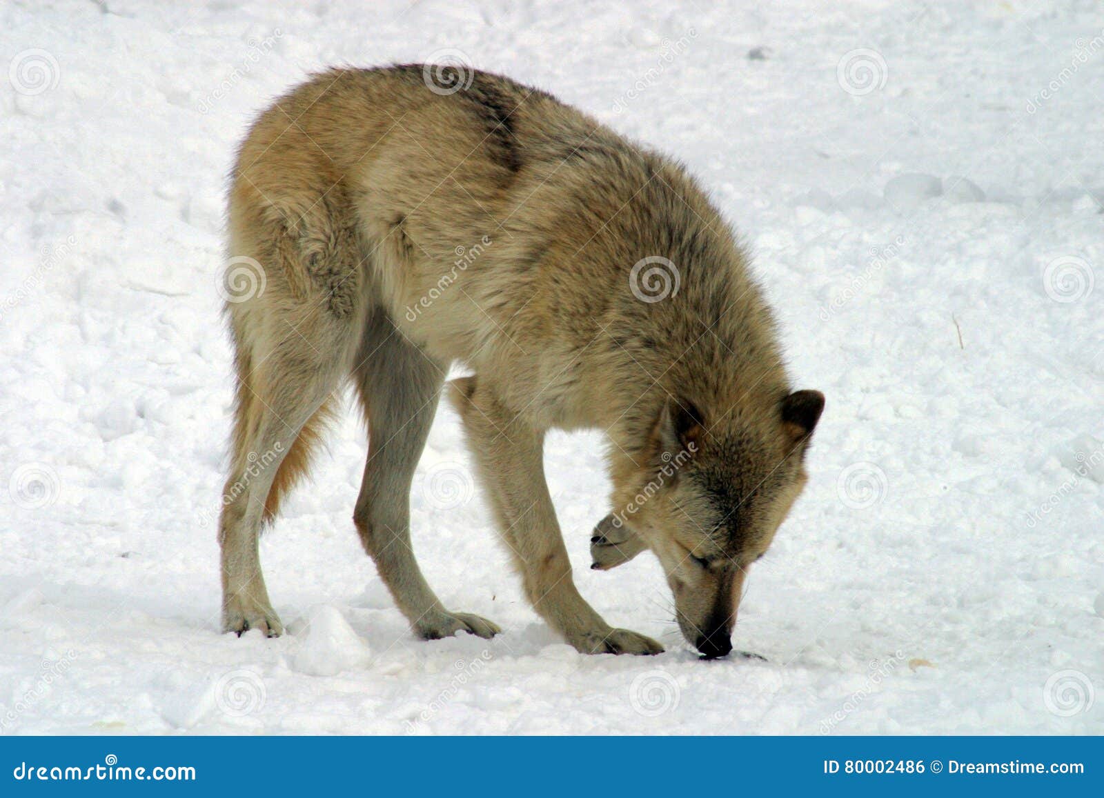 White wolf in the snow stock photo. Image of wildlife - 80002486
