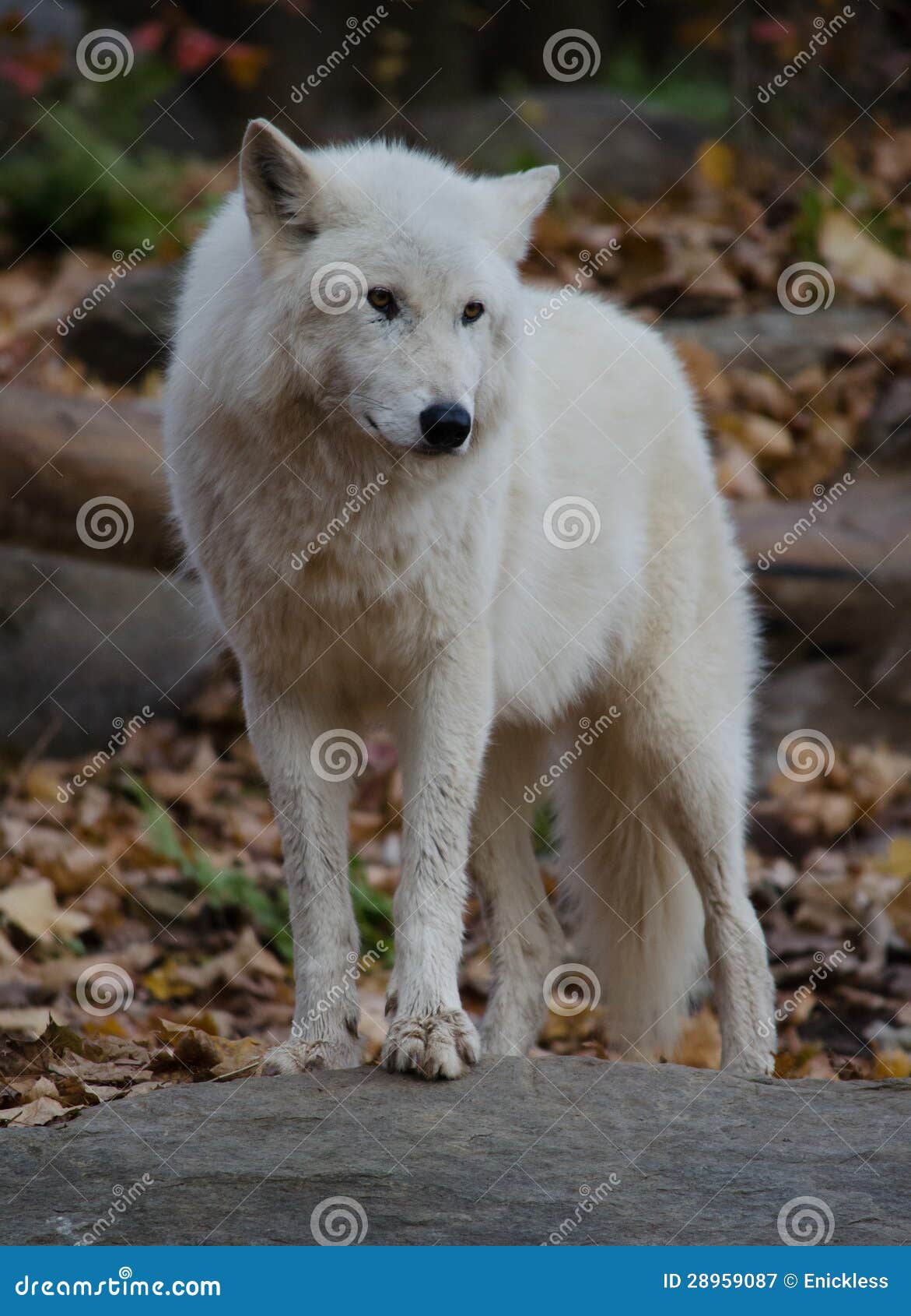 White Wolf Standing stock image. Image of timber, wolves - 28959087