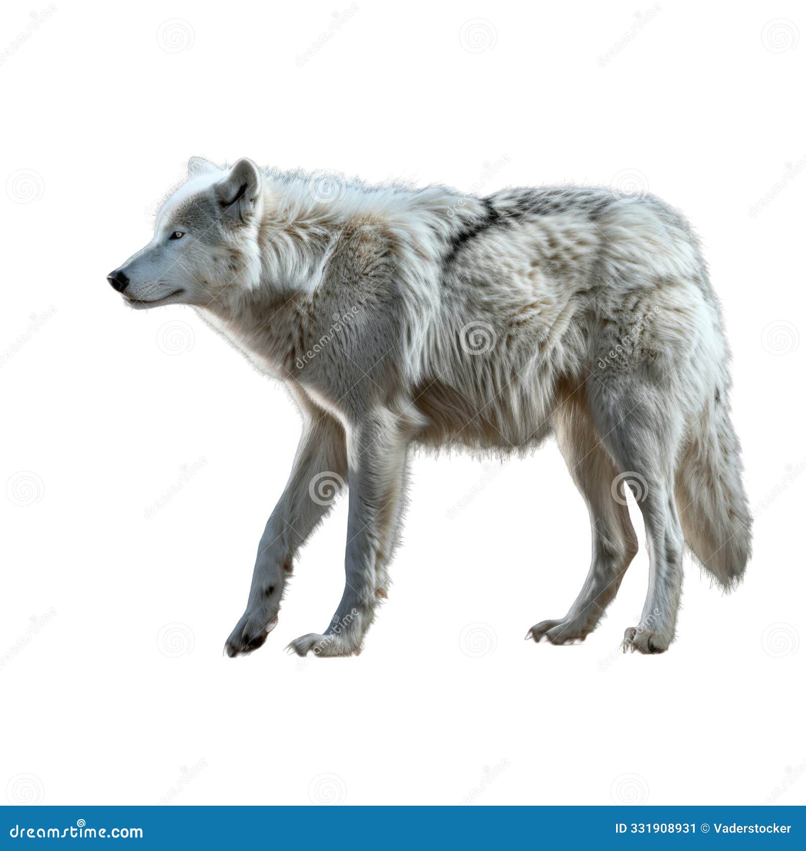 A White Wolf Standing Stock Image | CartoonDealer.com #331908931