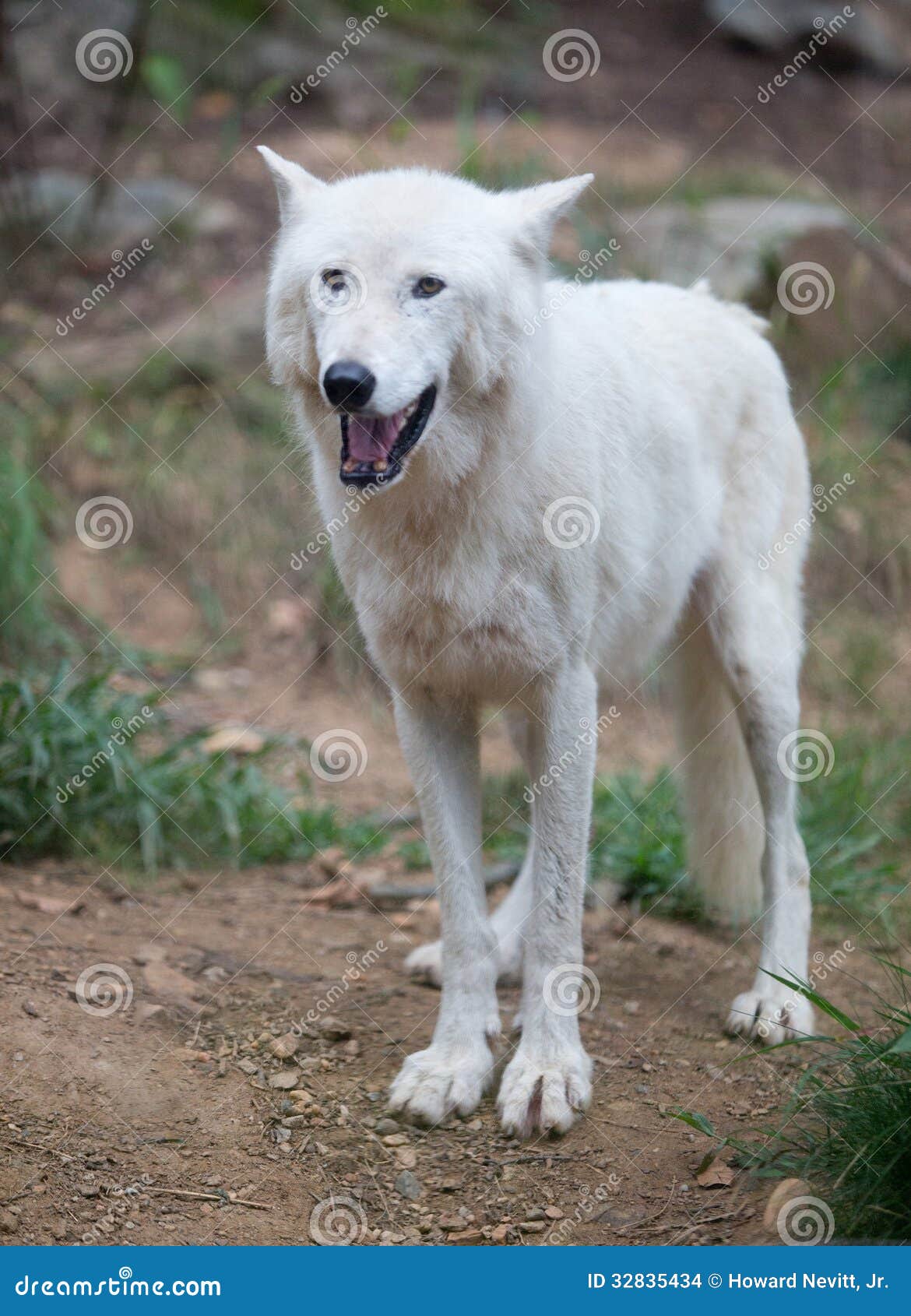 White wolf standing stock photo. Image of canis, face - 32835434