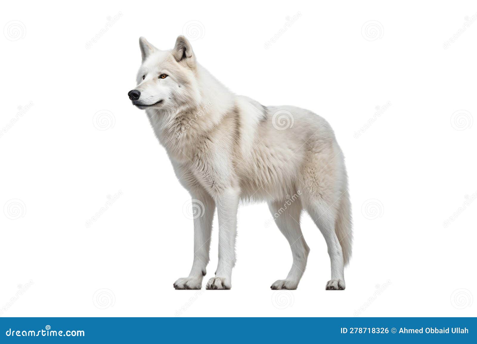 White Wolf, Standing Isolated on Transparent Background, Generative Ai ...