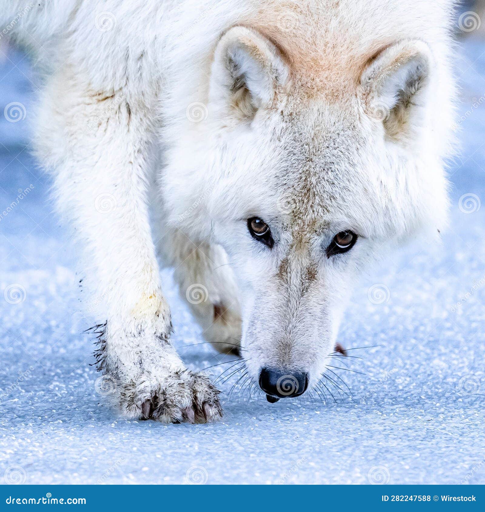 White Wolf Standing in Snow Covered Ground Stock Photo - Image of food ...