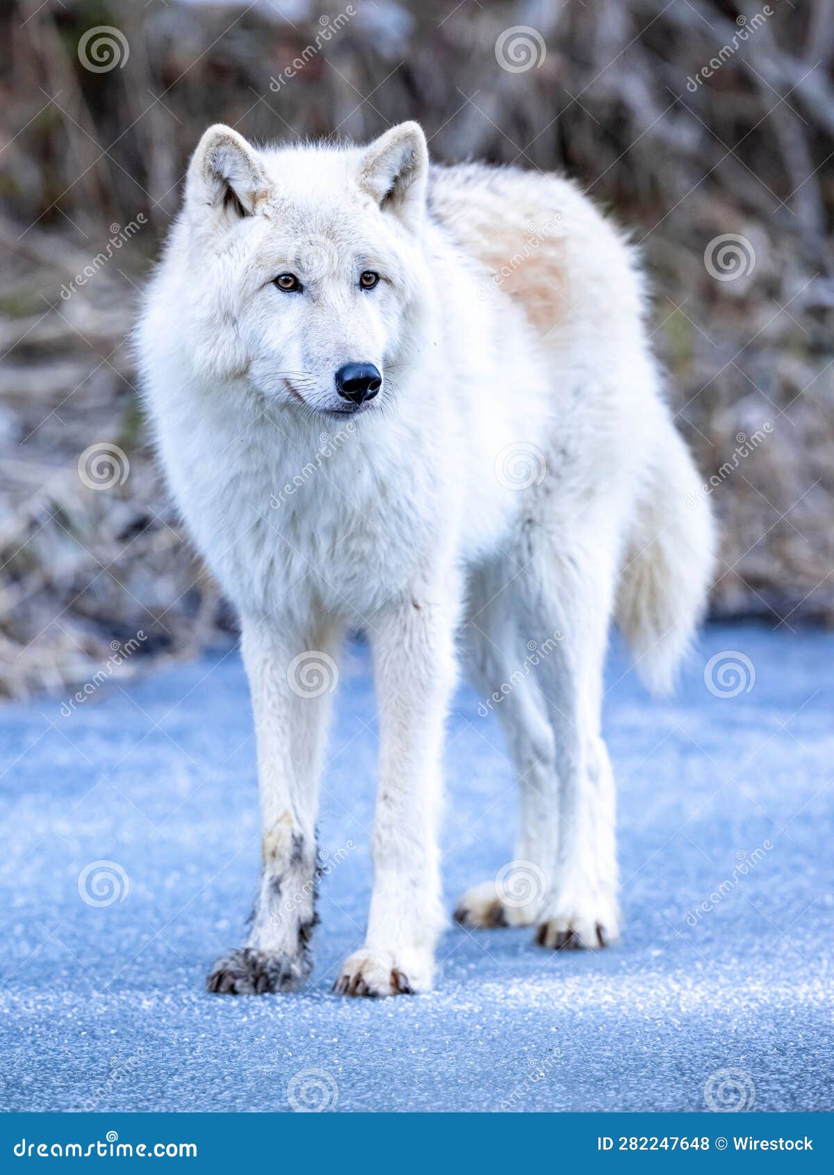 White Wolf Standing in Snow Covered Ground Stock Photo - Image of alert ...