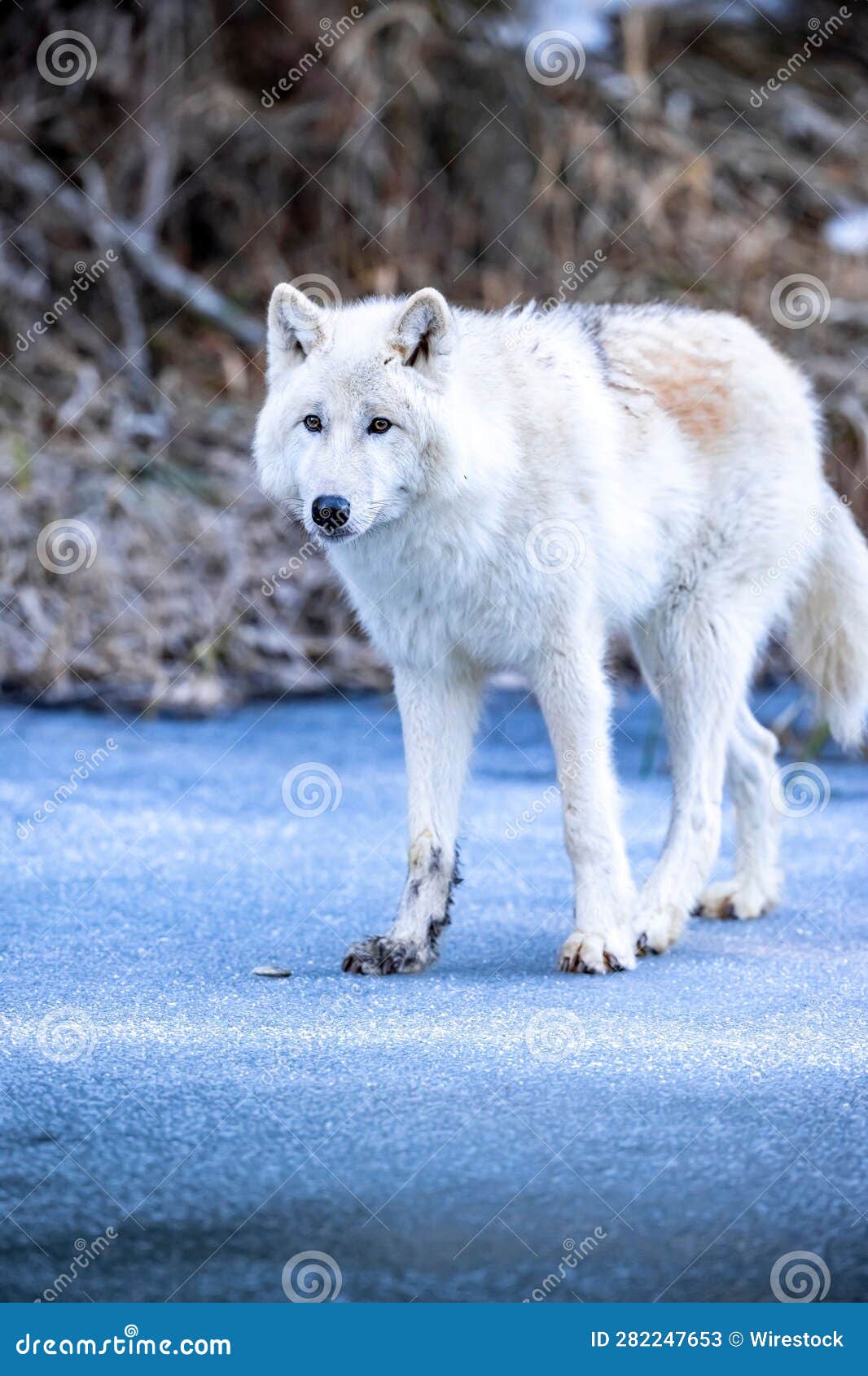 White Wolf Standing in Snow Covered Ground Stock Image - Image of ...