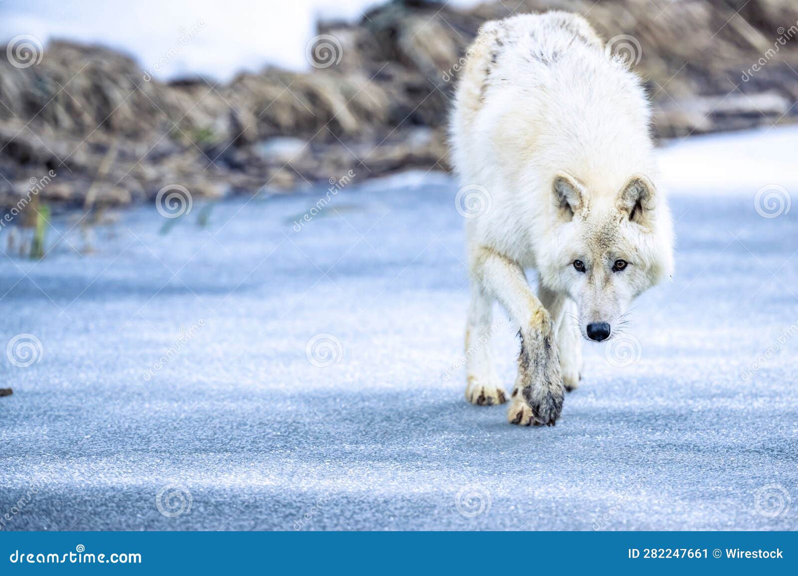 White Wolf Standing in Snow Covered Ground Stock Image - Image of ...
